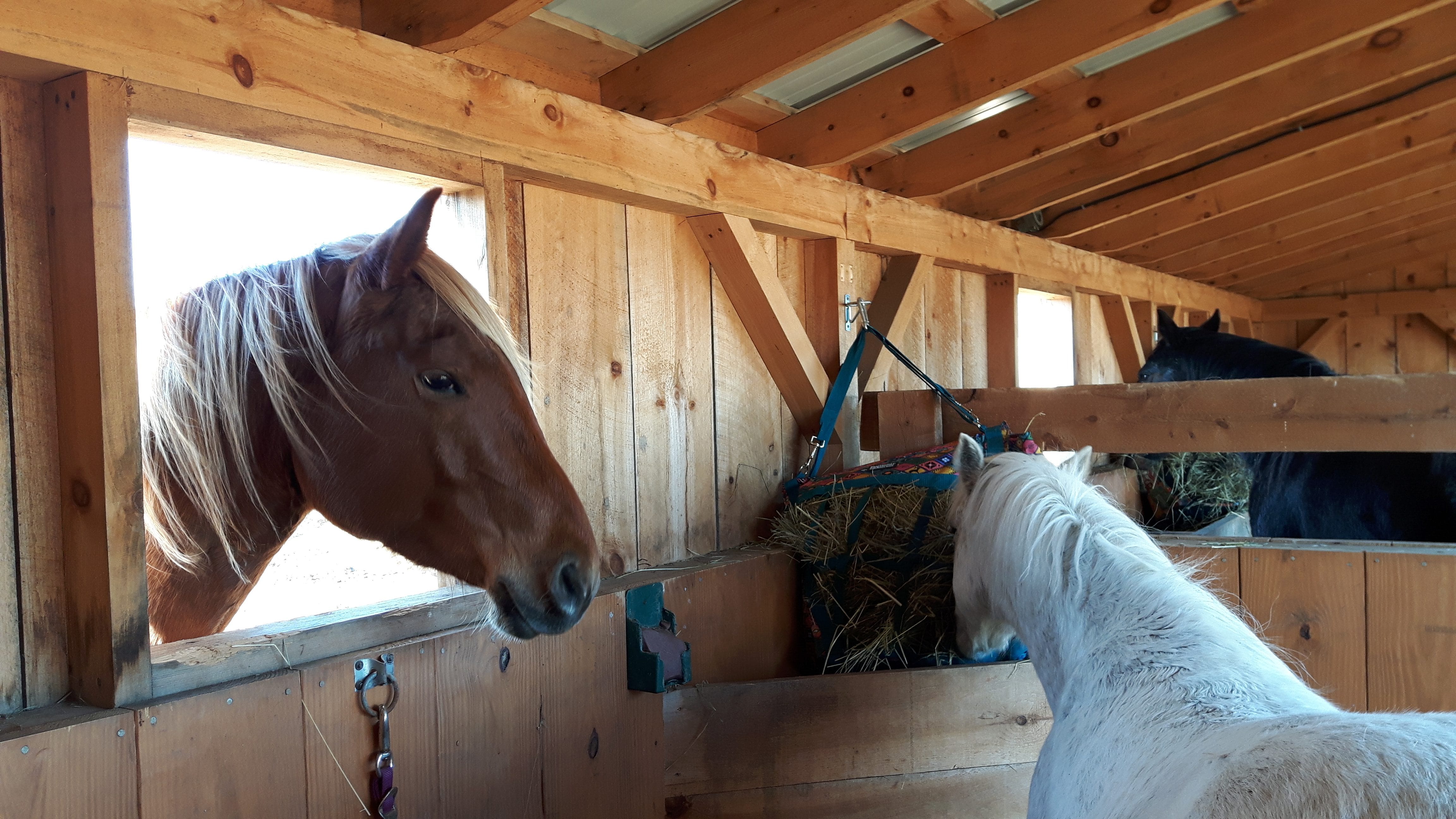 Wood Window for Stable - Sheds Quebec | West Quebec Shed Company